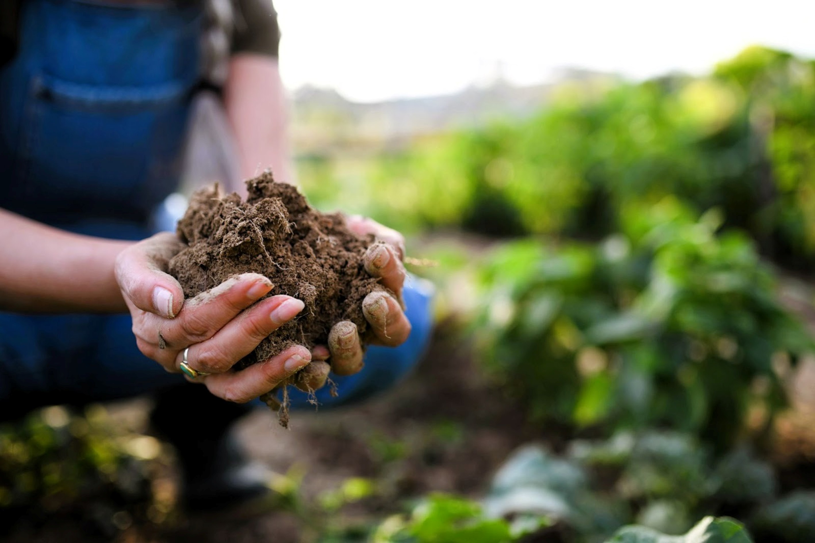 Rory Schmier: Maintaining Soil Health for Long-Term Agricultural Success
