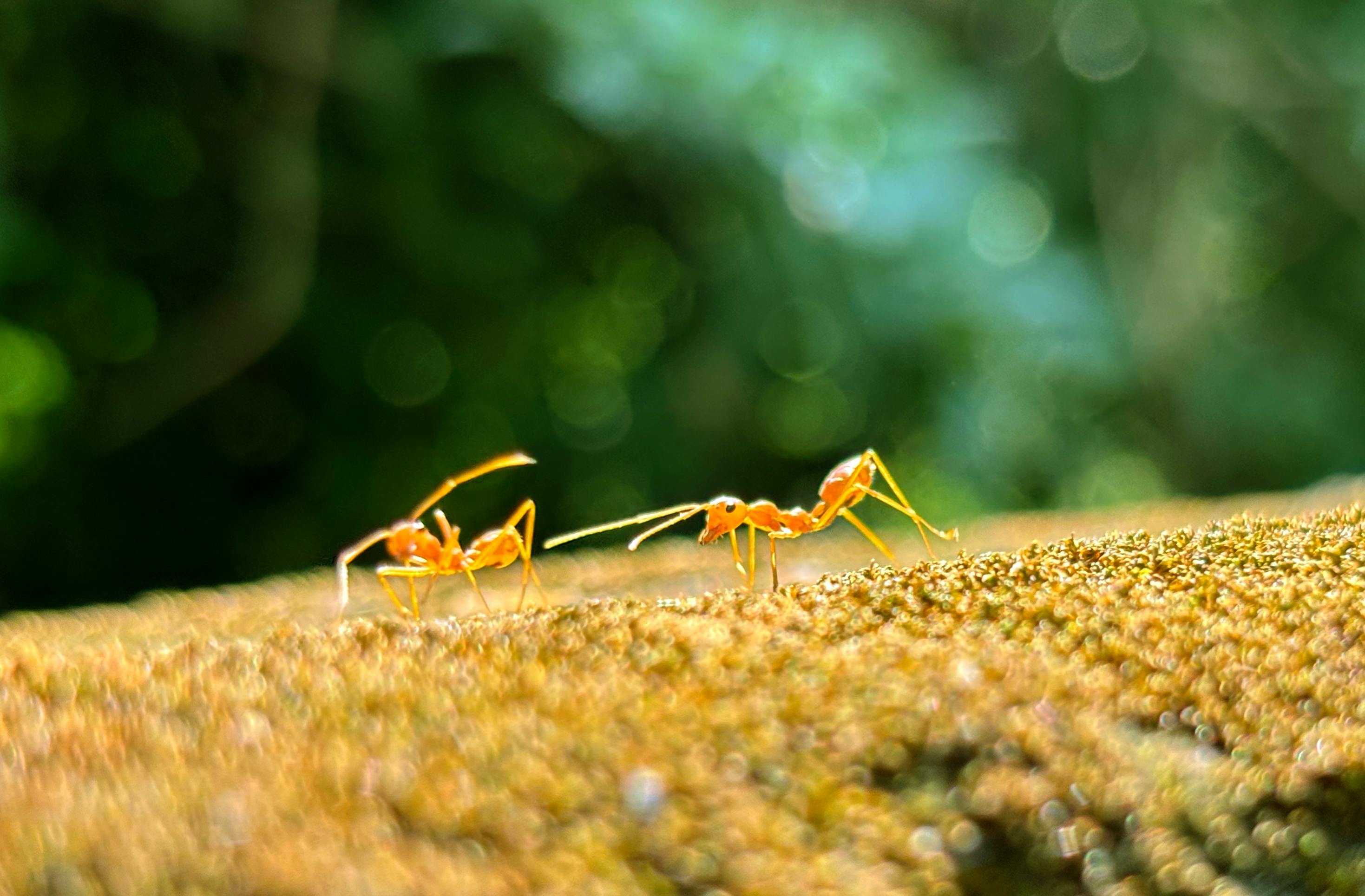 Cleaner Ants Scale Giant Ants in Stunning Arizona Desert Symbiosis ...