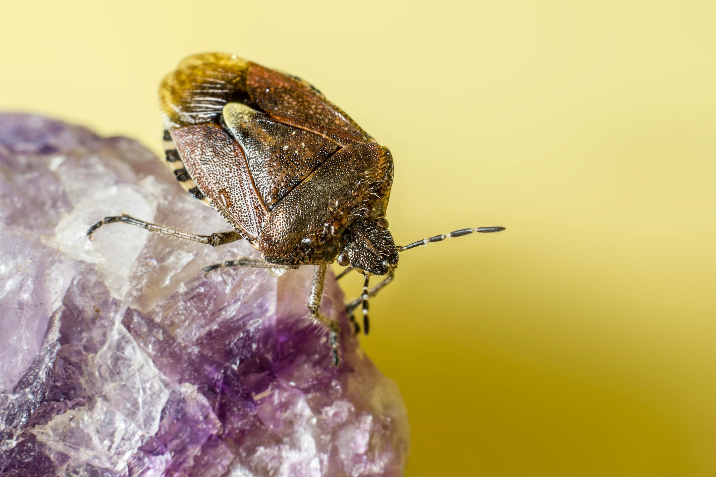 100-Million-Year-Old Ancient Amber Fossil: True Bug's Chelae Claws ...