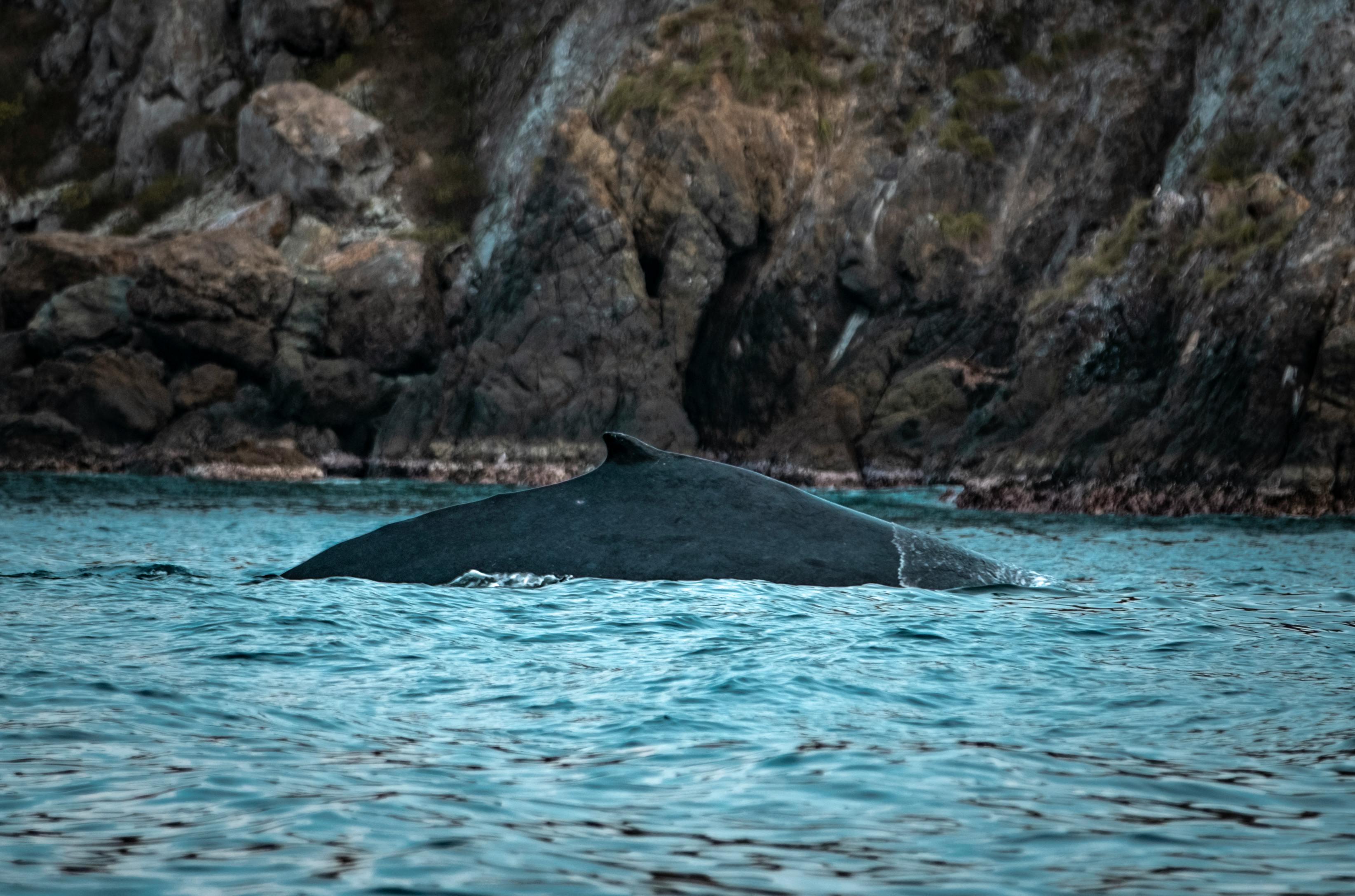 Humpback Whale Migration Sets New Whale Migration Record With 15,000 ...