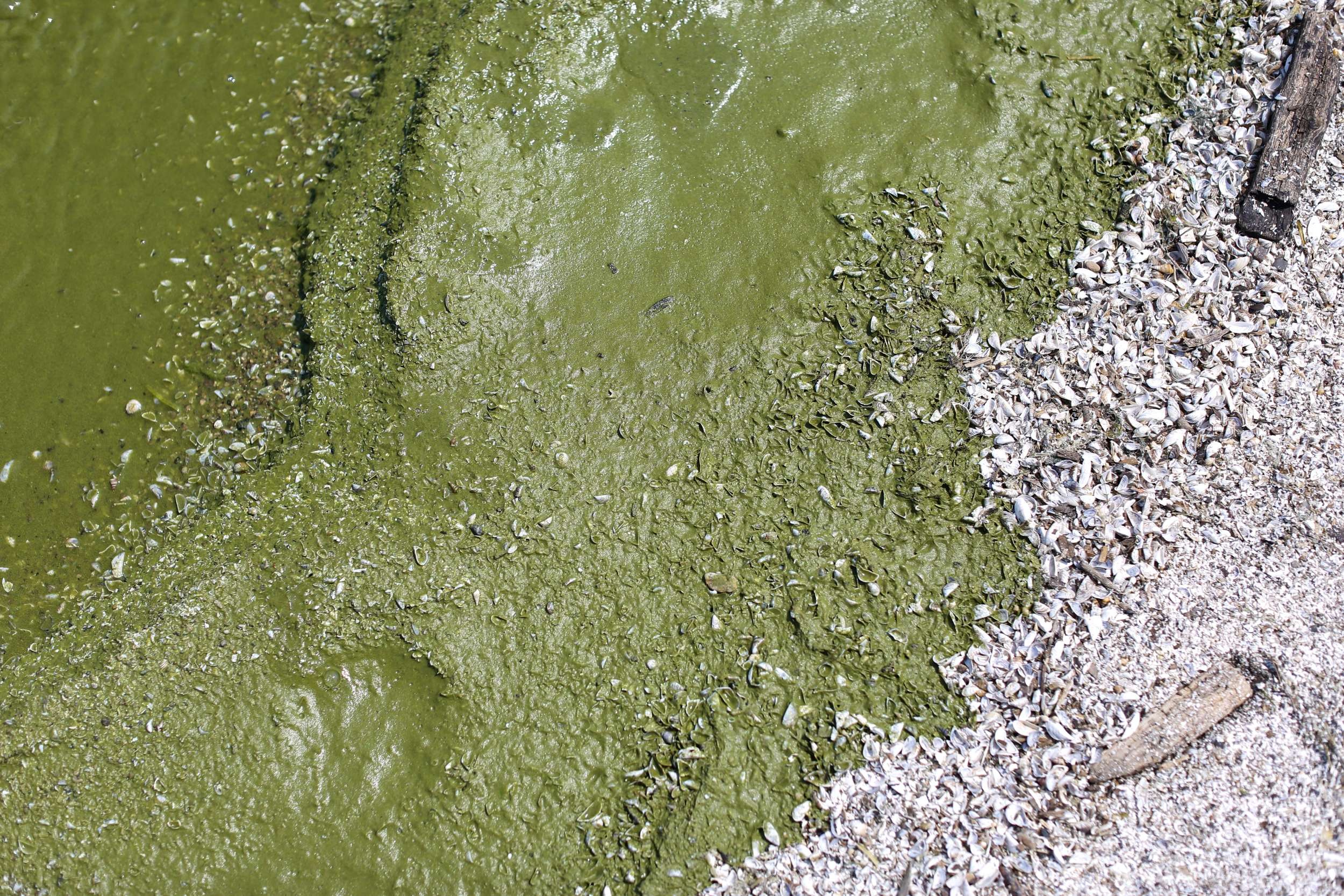 Toxic Green Tide: Harmful Algal Blooms Are Hitting U.S. Lakes and ...