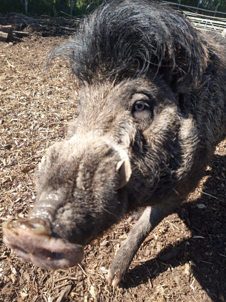 Major breakthrough: Pigs observed to be capable of using tools