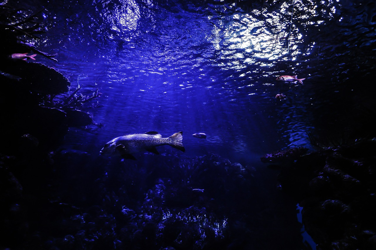 New Discovery: Massive 500-Meter-Tall Coral Reef in Australia