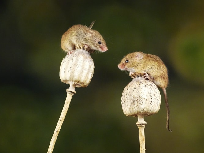 Catalina Island Shrew: 1996 Almost-Extinct Tiny Mice Finally Found!