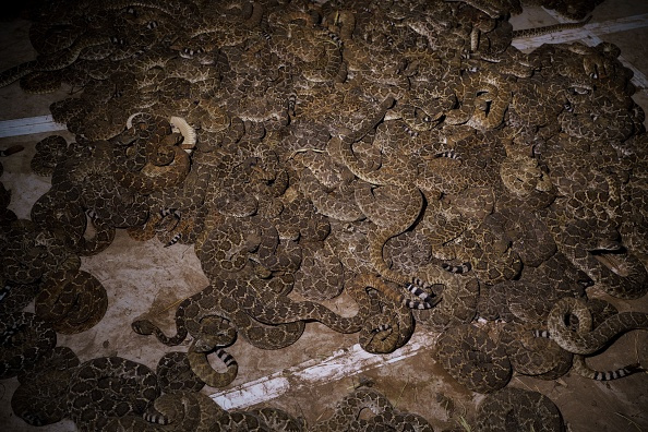 Bizarre Tourist Spot: How Canadian Province Manitoba Became Popular for ...