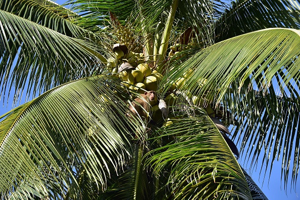 The Discovery of a Fossil Beetle in a Coconut Gives Fresh Light on ...