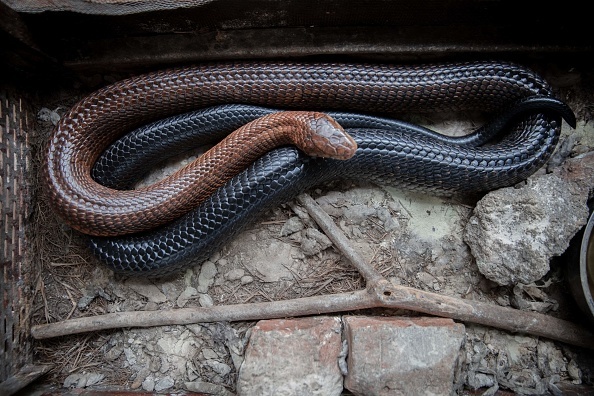 Study Shows Illegal Snake Trade in Indonesia Has the Potential To Be ...