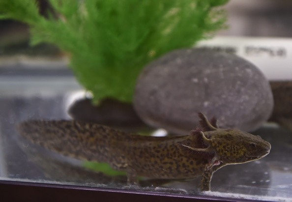 Axolotl Lifespan: Mexico’s Lovely, Enormous Salamanders