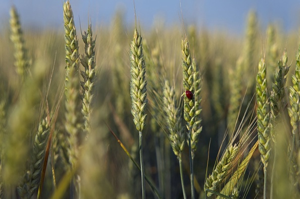 Scientists Turn to Lab-Raised Killer Bugs to Stop Invasive Species From ...