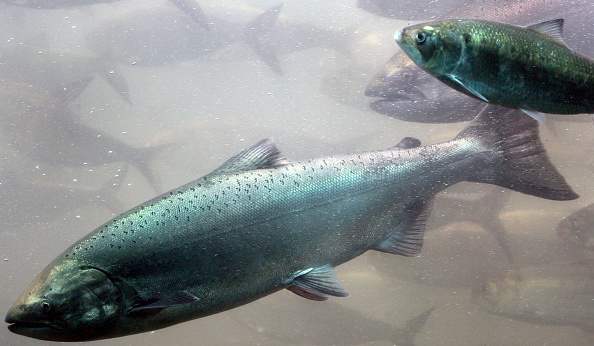 New Research Discovers Historical Data That Saved Pacific Salmon From ...