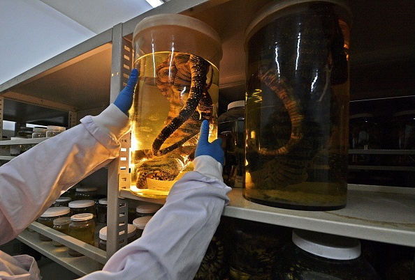 Experts Use Groundbreaking Tech to Get DNA Samples From Decade-Old Snakes