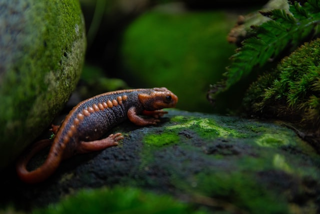 New Species of Salamanders Have Been Found in Southern Appalachian ...