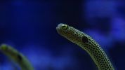 Unique Feeding of Garden Eels Has Been Revealed by Scientists