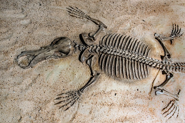 New Fossil Analysis Revealed a Four Legged Fishapod That Resembles to ...