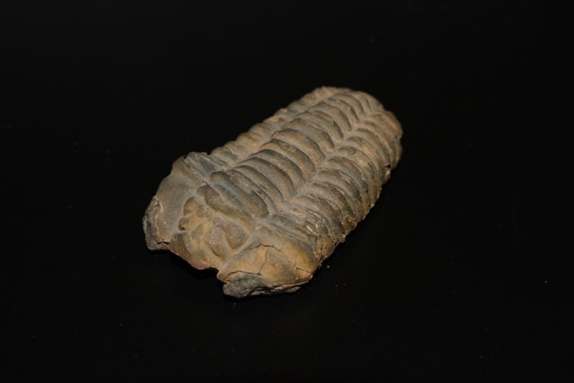 New Trilobites Fossil Revealed a Resemblance to Modern Crustaceans