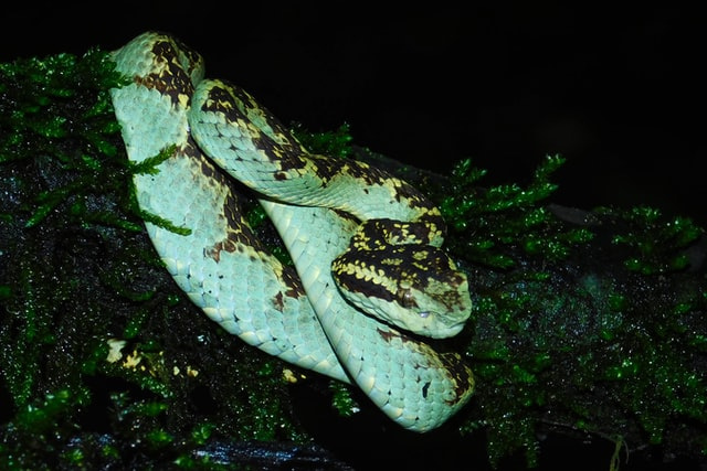 A New Species of a Venomous Pit Vipers Has Been Found in a Natural ...