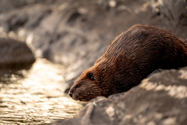 Beaver Fur Was Used by High Status Vikings as a Symbol of Wealth, Study ...