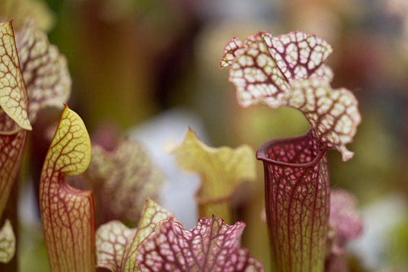 Scientist Have Uncovered Feeding Mechanisms of Slender Pitcher Plant ...