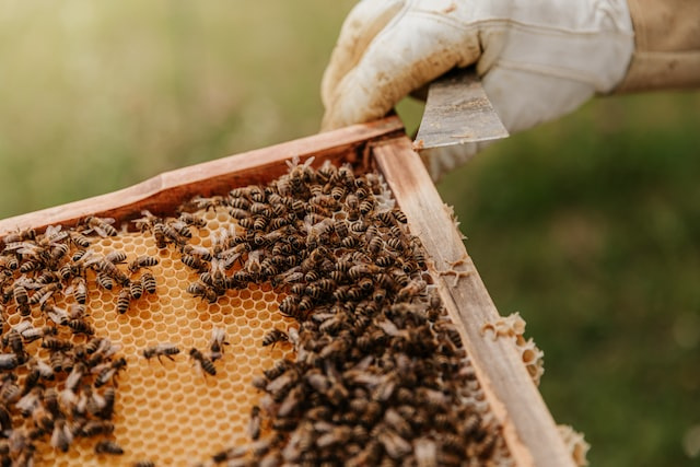 Findings Show Continuous Decrease in Bee Population Will Severely ...