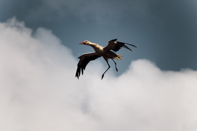 Evidence Shows Jeholornis, an Early Bird That Lived 120 Million Years ...