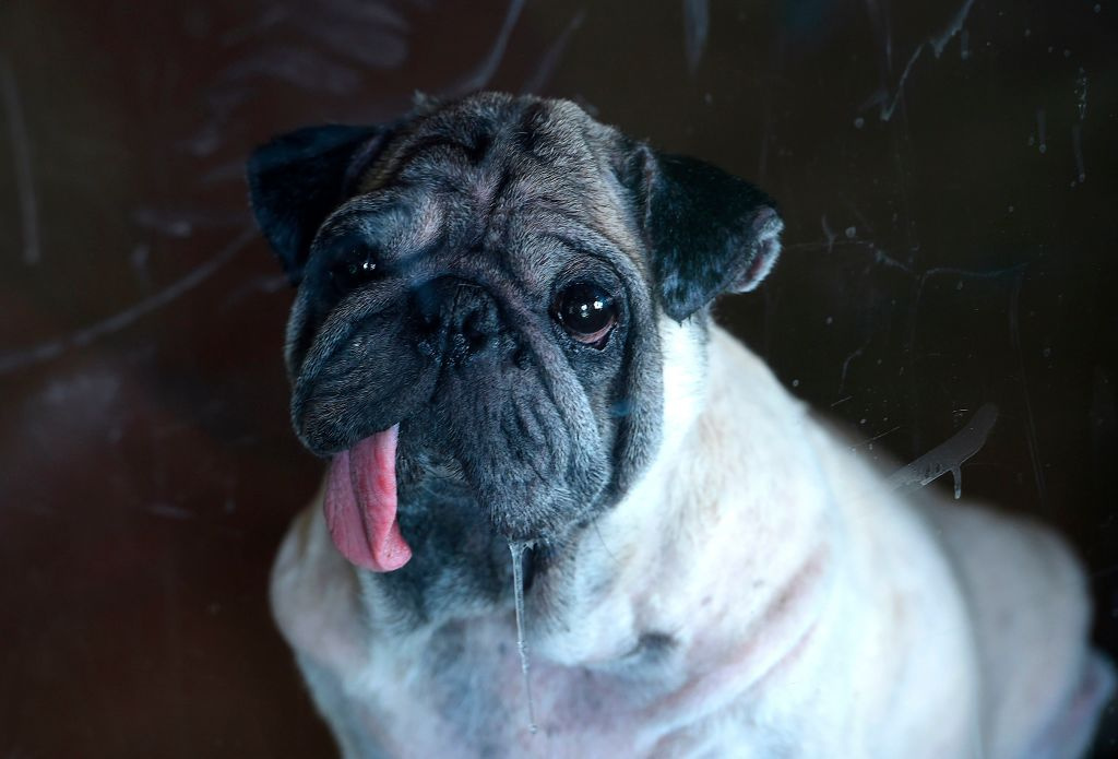 Doggy Dementia: A Progressive Brain Disease in Dogs
