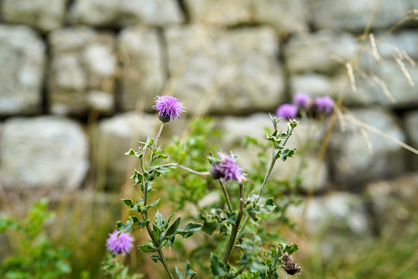 Researchers Have Identified a Novel Mechanism for Plants To Adapt to ...