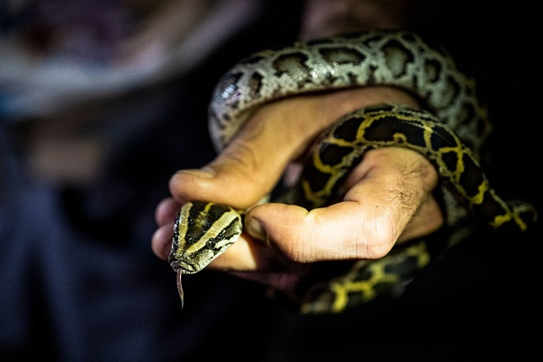 Biologists Have Discovered How Burmese Pythons Grow and Evolve