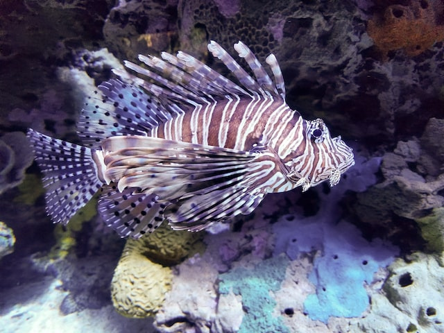 Zebrafish: A Great Species That Could Help Find MS Drugs
