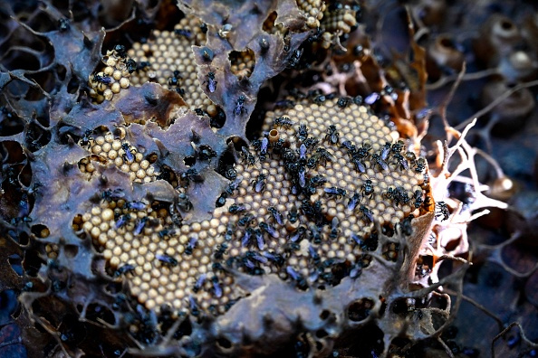 To Categorize Mimicry Rings Among North American Bumble Bees ...