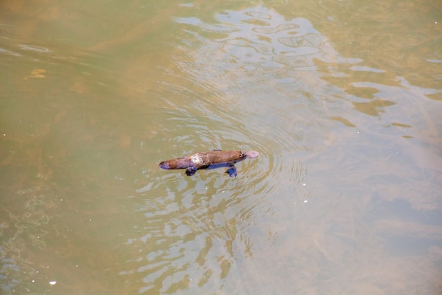 Platypus Movement Is Restricted by Large Dams, Which Has Important ...