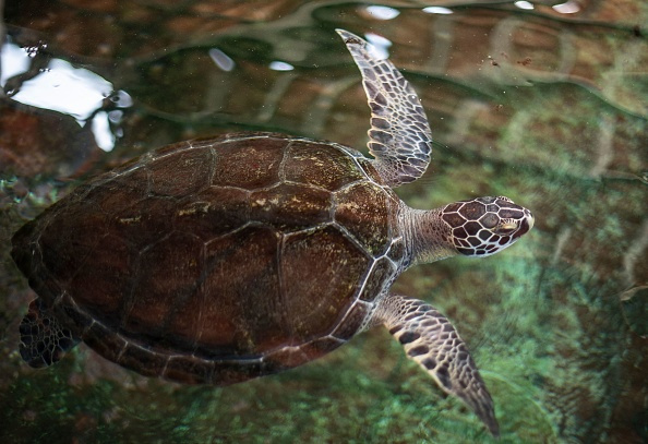 Population of Green Turtles Nesting in Cyprus Lagoon Has Increased Over ...