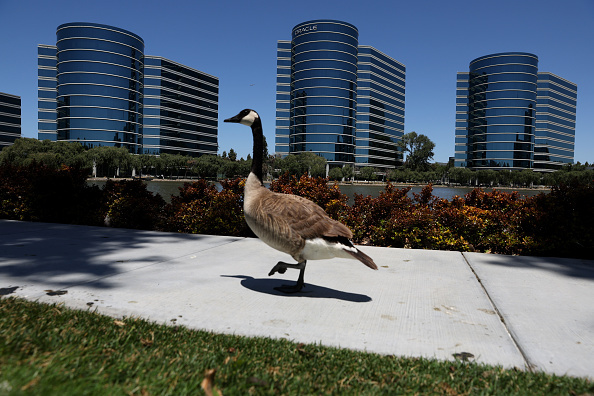 Traditional Goose Harassment Tactics Are Ineffective, Especially in the ...