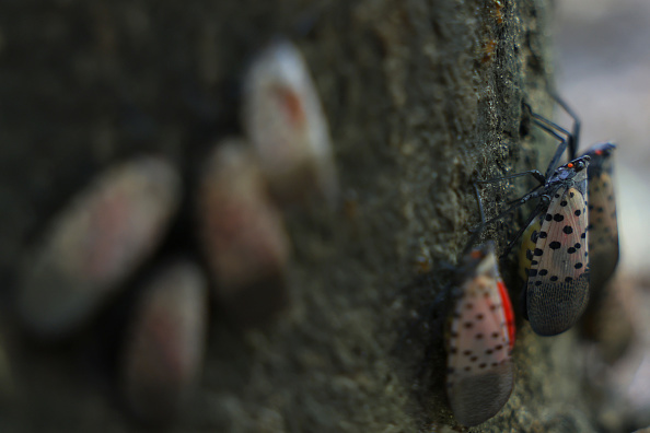 Heavy Adult Feeding by Spotted Lanternflies on Young Maple Trees ...