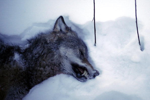 Wolf Hunters in Sweden Went Home Empty-handed on the First Day of ...