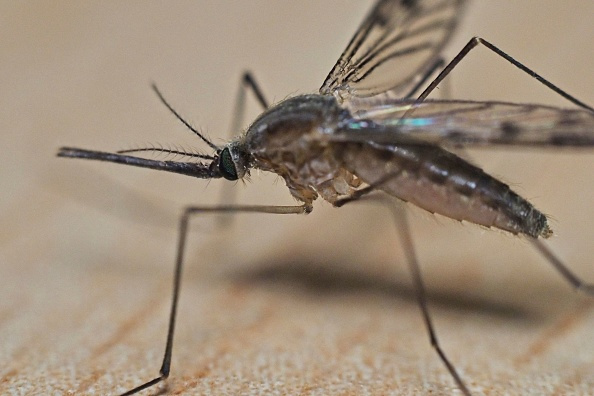 Amine and Ammonia Can Prevent Insect-Borne Diseases From Mosquitoes