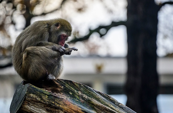 Monkeys Eating Fishes: Japanese Macaques Feces Shows Evidence of Fish ...