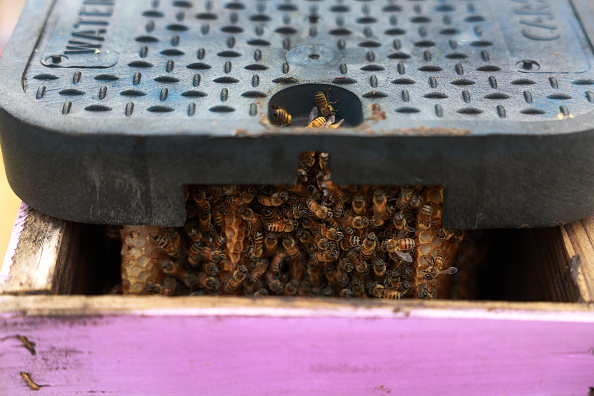 Bees at Risk From Glyphosate Residues From Contaminated Wildflower Nectar