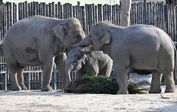 Elephants Play an Important Role in the Creation of Forests and the ...