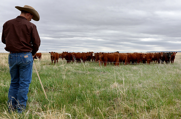 Colombian Amazon's Destruction Driven by Cattle Ranching Over the Last ...
