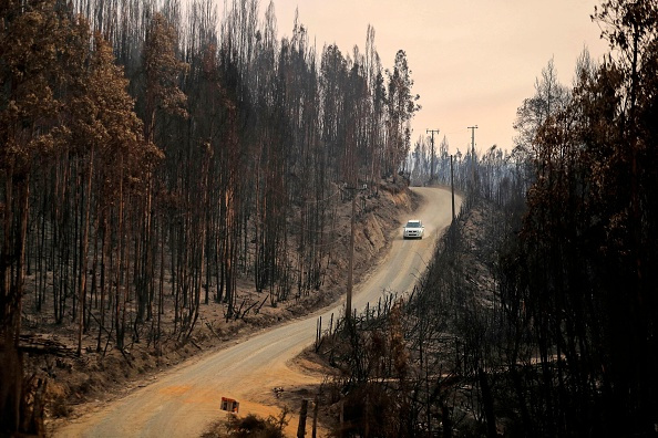 World’s Forest Are Getting ‘Weaker’ Due To Unstable Conditions Caused ...