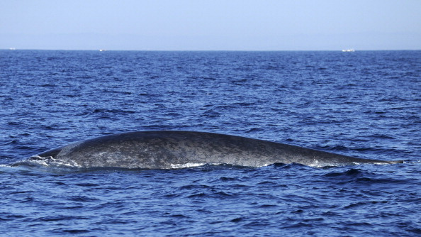 Vocalizations of Blue Whales Indicate That They Are Present All Year ...