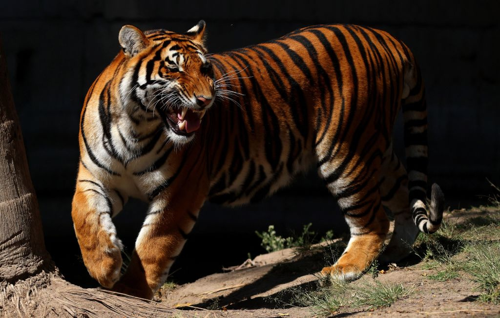 The Wonders of Wildlife: Meet the Most Iconic Species on the Planet