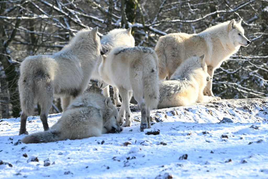 The 10 Most Stunning Apex Predators from Around the World
