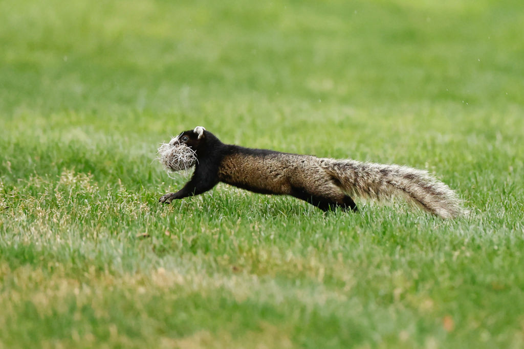 Squirrels in California’s Sierra Nevada Suggests Niche Considerations ...