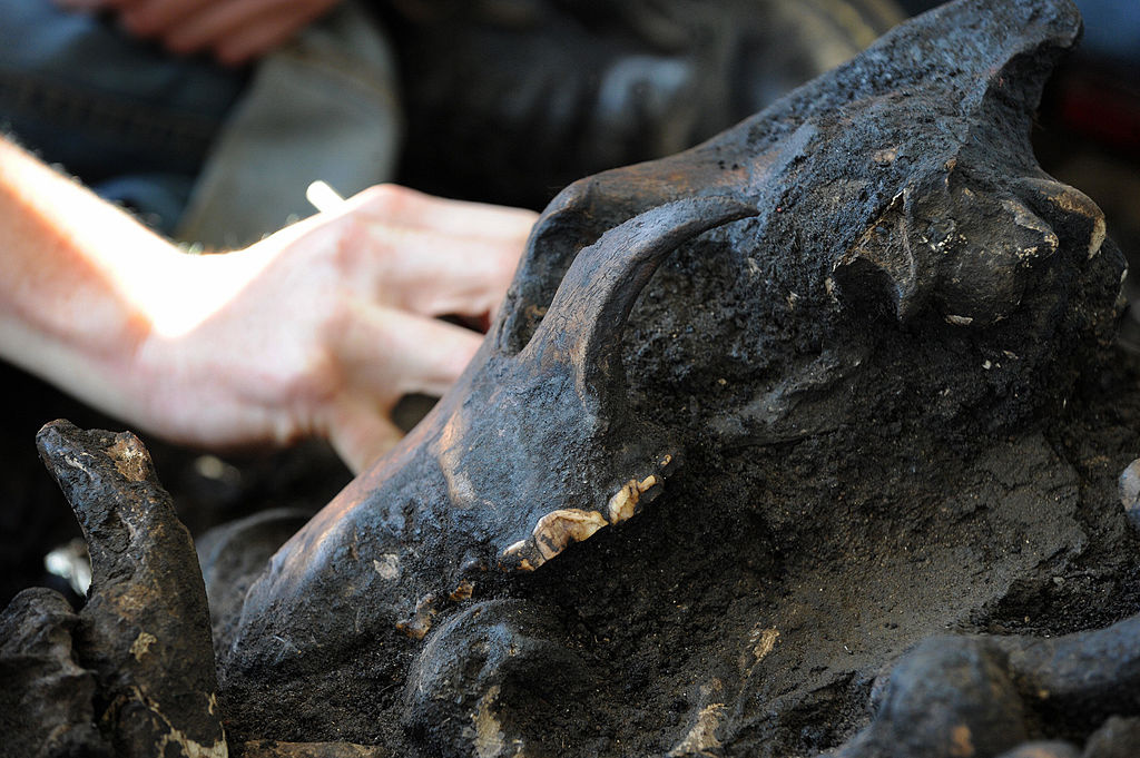 Dire Wolf Bone From Southern Canada’s Late Pleistocene Period Has Been ...