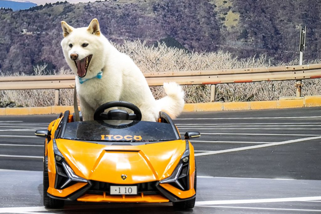 Why Do Larger Dogs Live Shorter Lives Than Smaller Dogs?