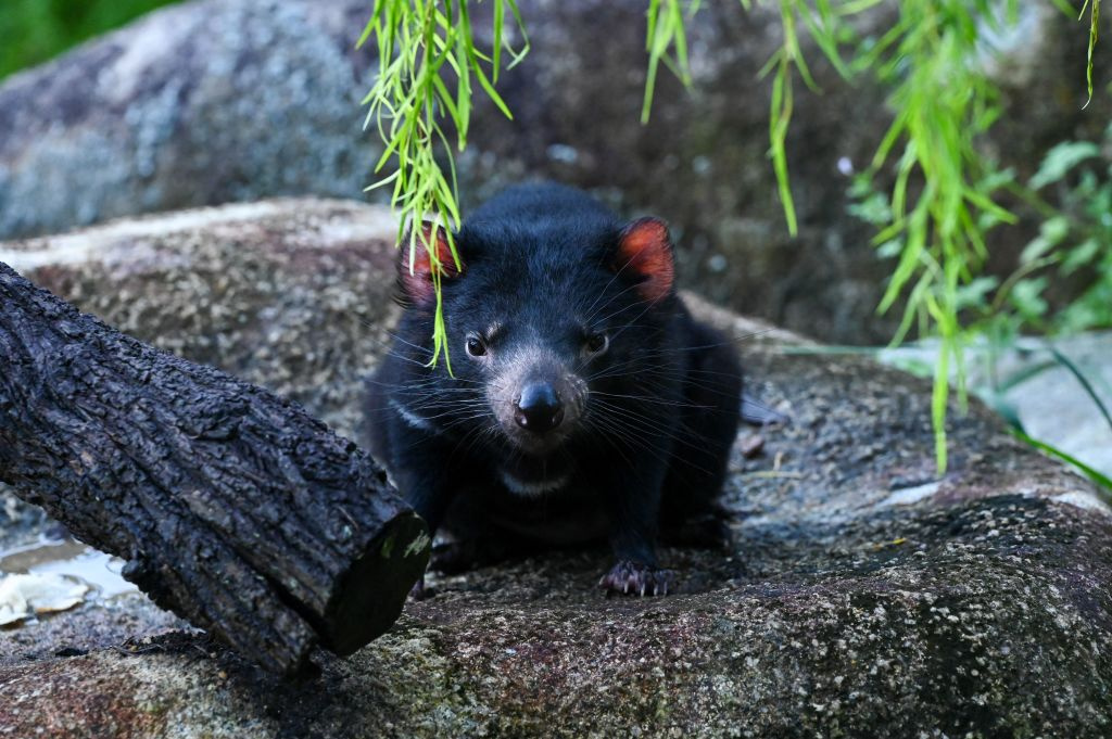 Two Infectious Malignancies of Tasmanian Devils Evolved, Highlighting ...