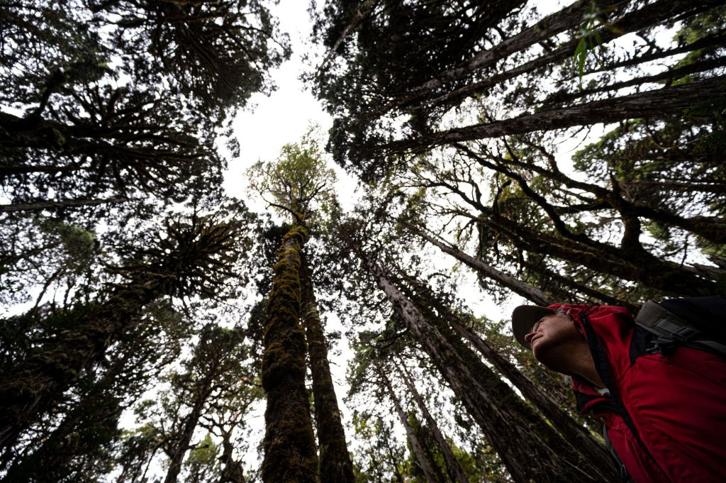 The World’s Oldest Tree in Southern Chile That Has Endured for ...