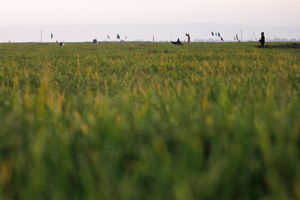 Extreme Rainfall is Putting Asia's Rice Fields at Risk, Threatening ...