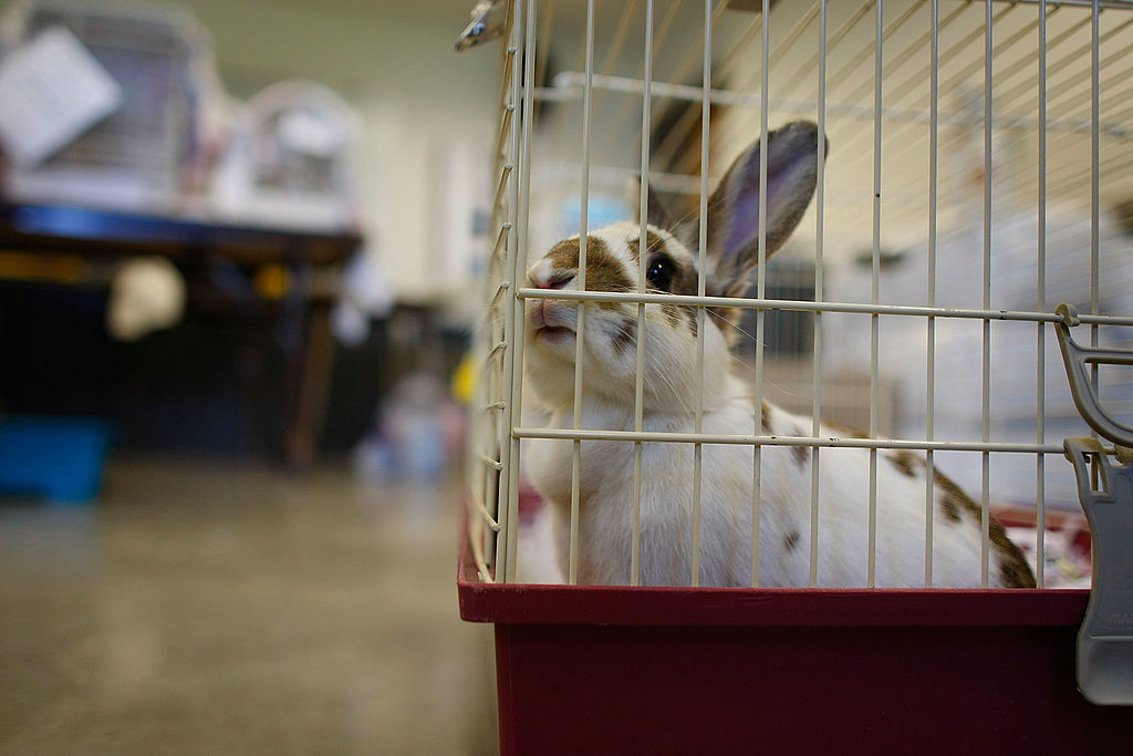 Rabbit Rescue: Volunteers Saved Hundred of Bunnies From Floodwaters in ...